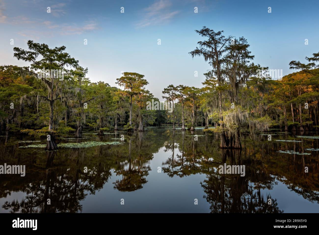 The beauty of the trees in the wetland of the Caddo Lake State Park ...