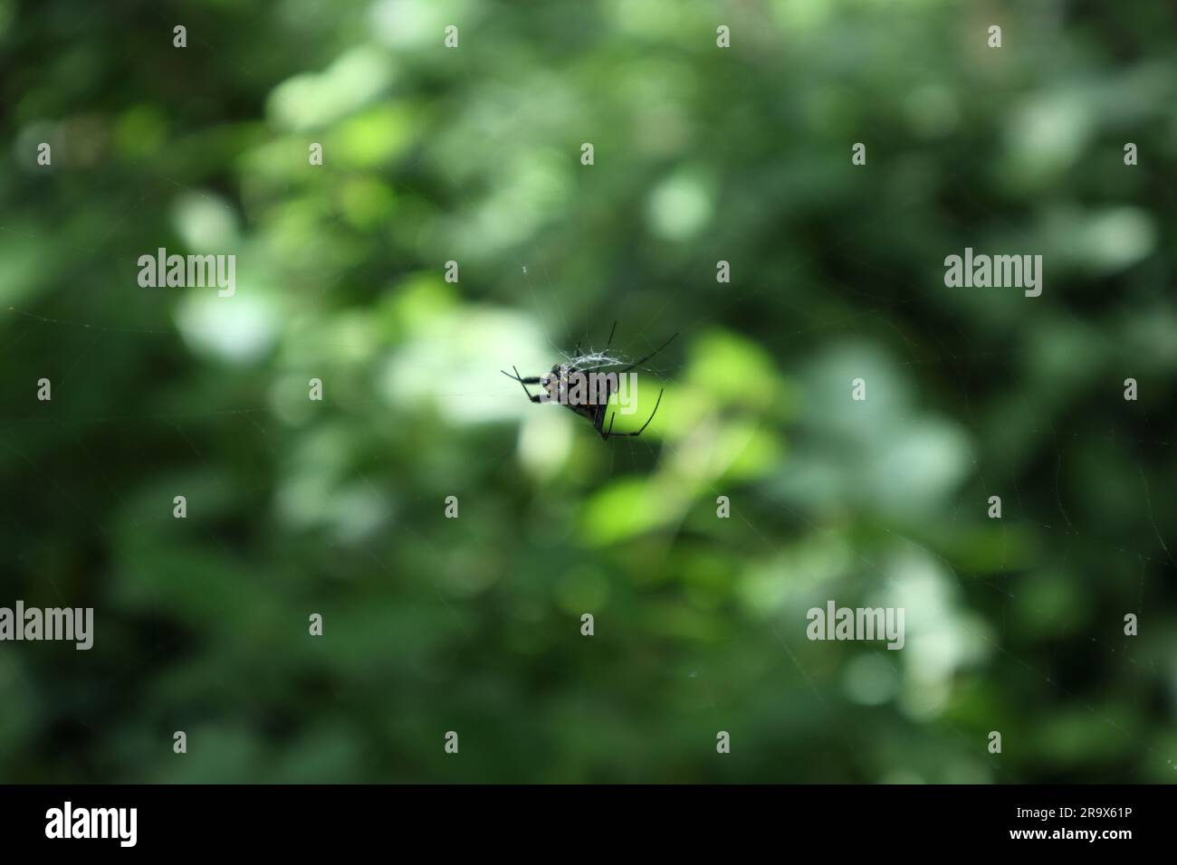 Ventral view of a Pear Shaped Leucauge (Leucauge Fastigata) spider, the ...