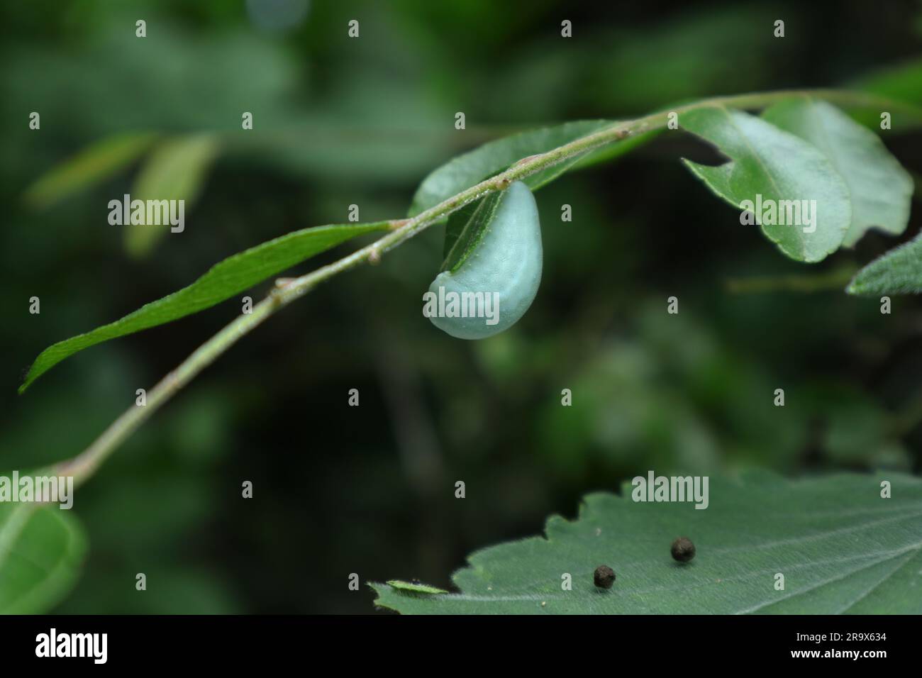 Slug stick on leaf hi-res stock photography and images - Alamy