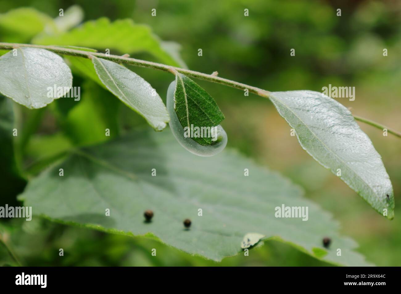 Close up view of a small light blue color slug eating a Curry leaf ...