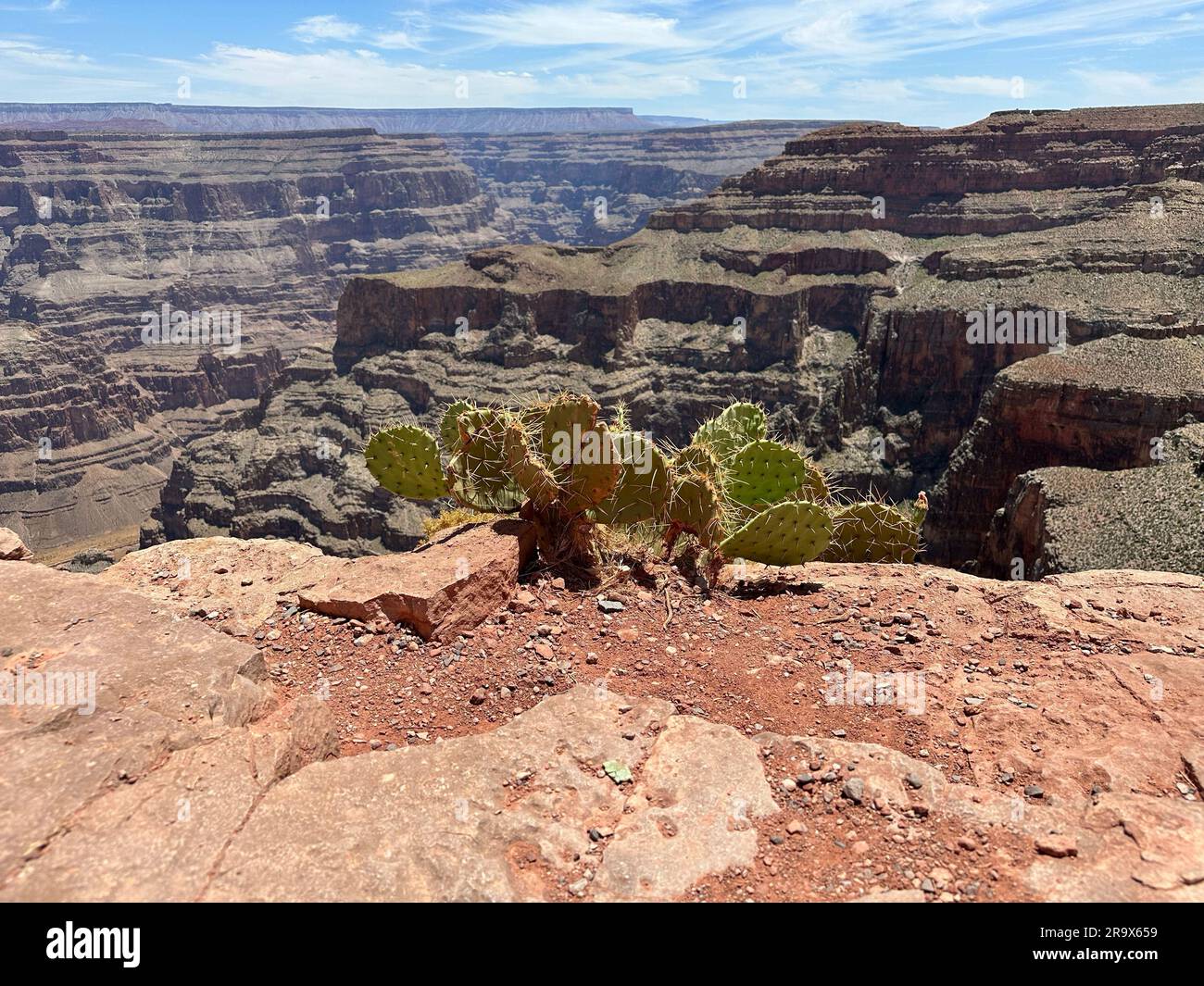 A single prickly cactus plant growing from a rocky cliff face in an ...