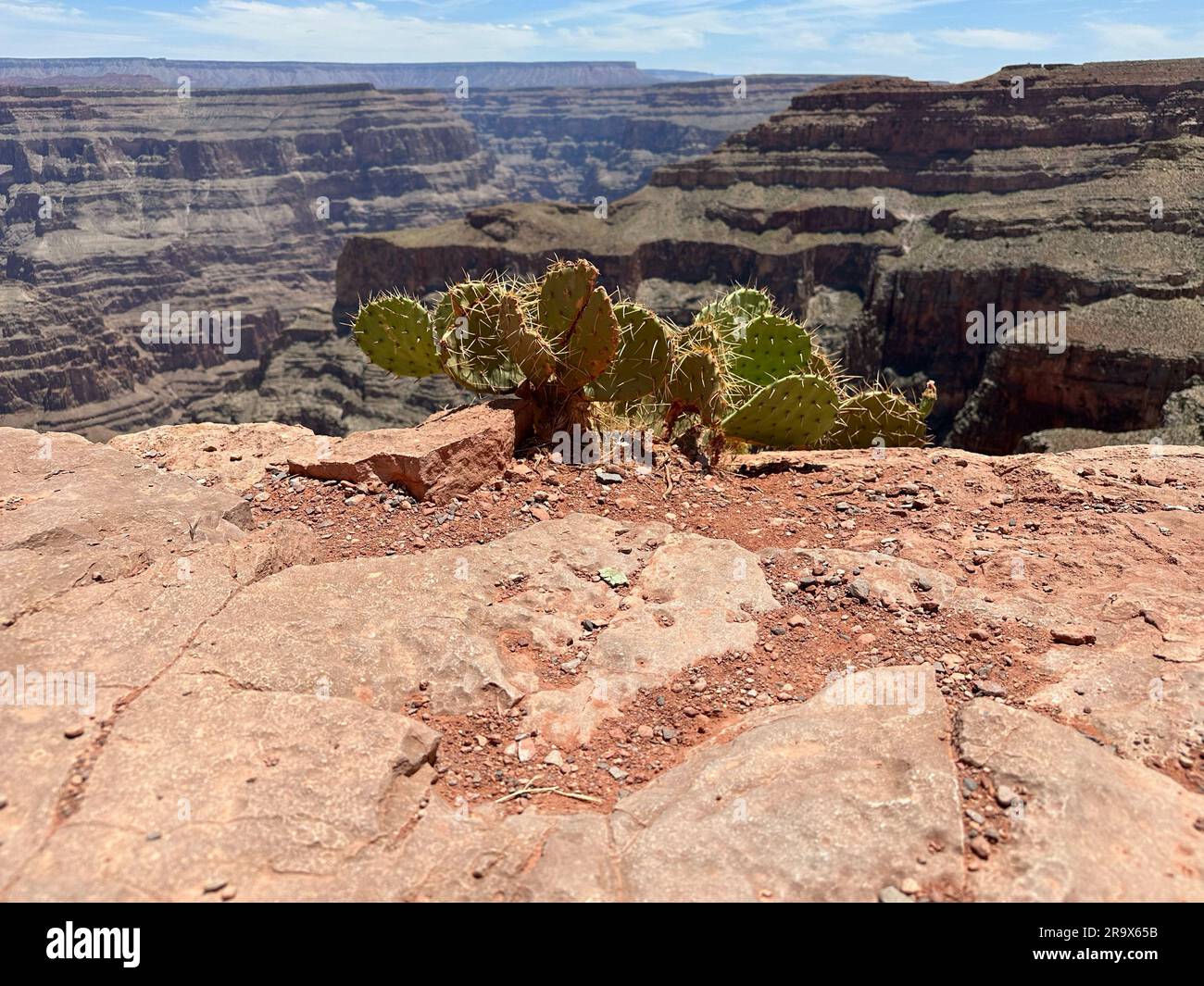 A single spiky cactus plant growing out of a rugged cliffside in a dry ...