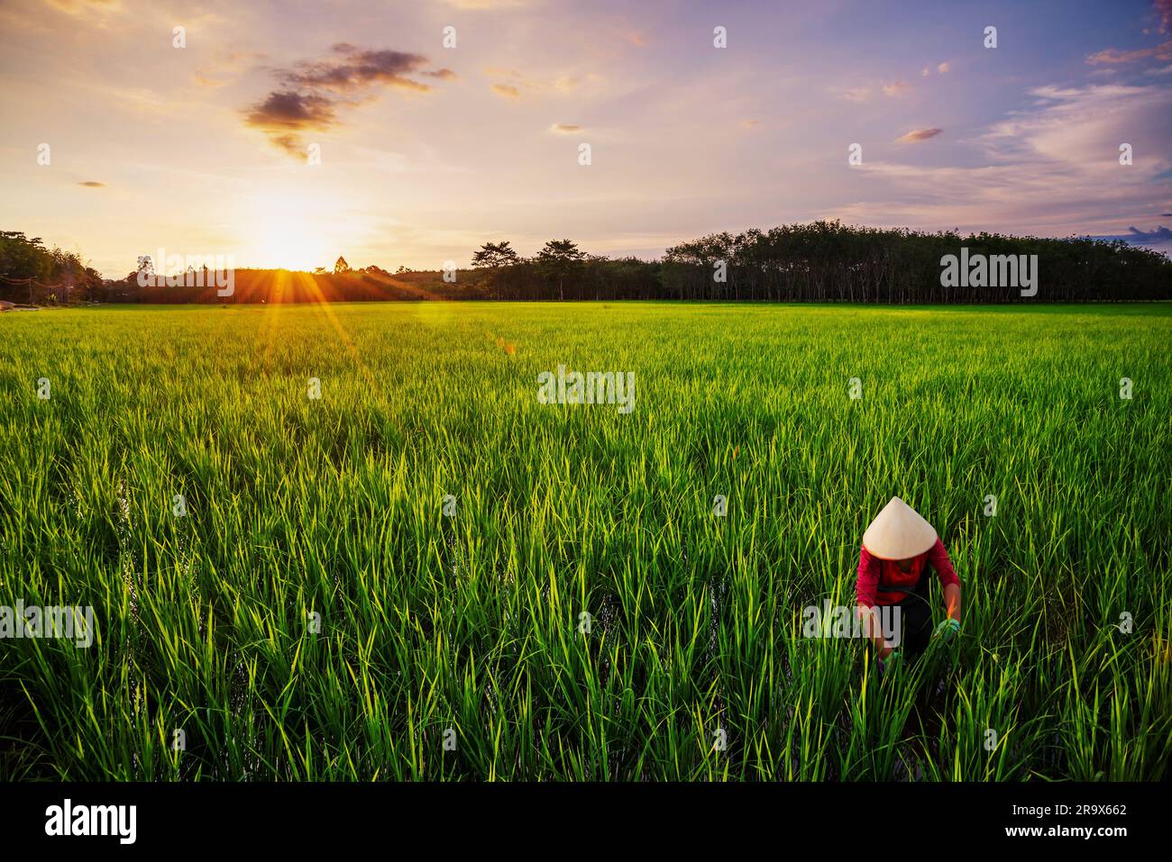 Rice field with farmer in color of sunset and sunbeam flare over the ...