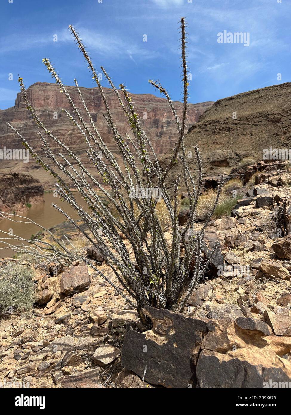 A solitary tree, surrounded by large rocks and boulders in a desert ...