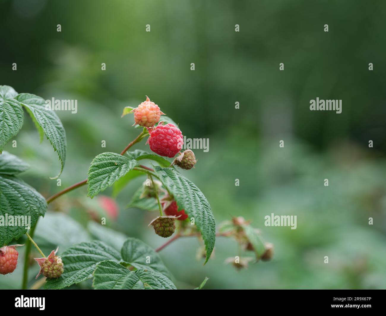 Raspberries hanging on a raspberry bush branch. Close up Stock Photo ...