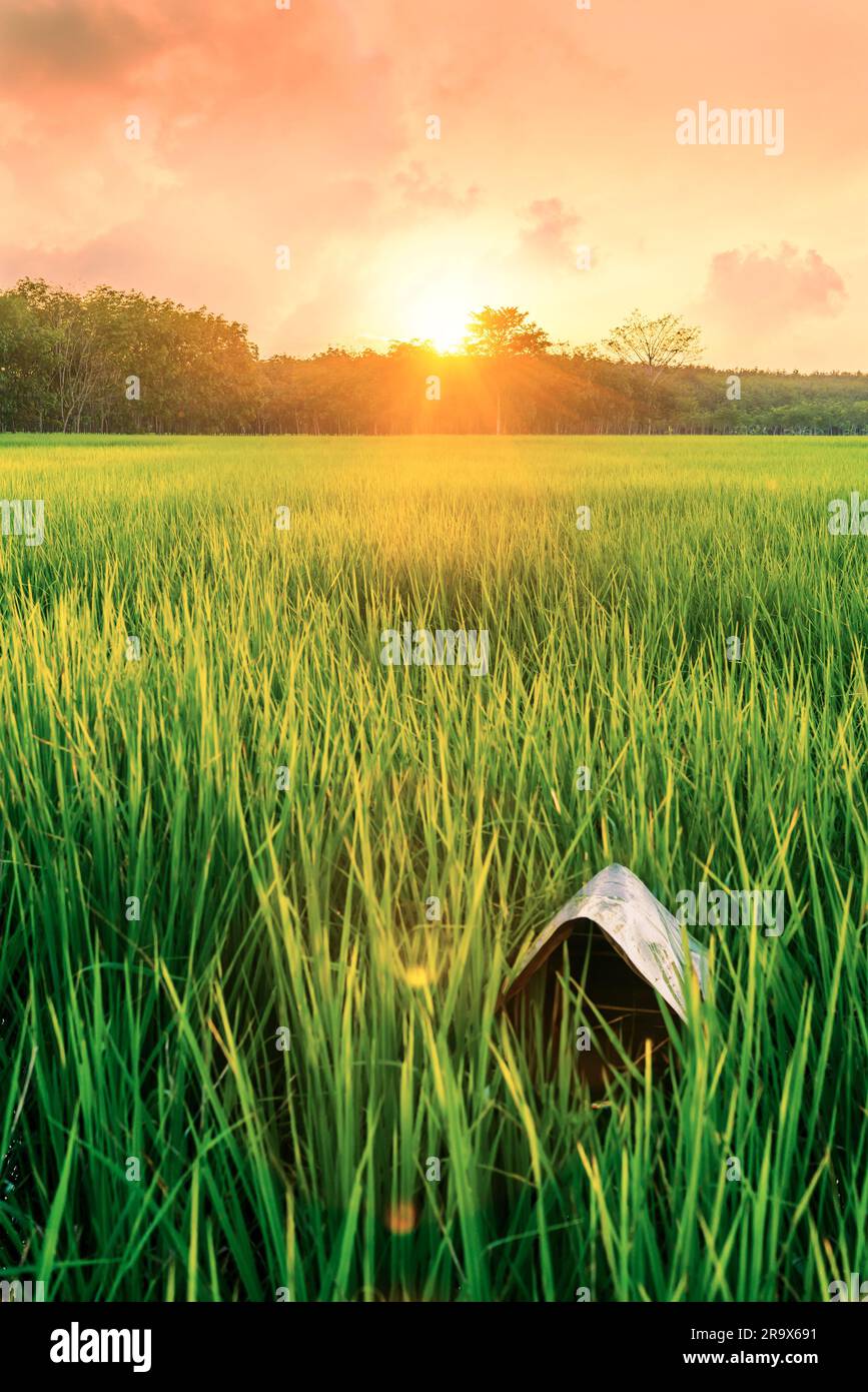 Sunbeam Over The Field