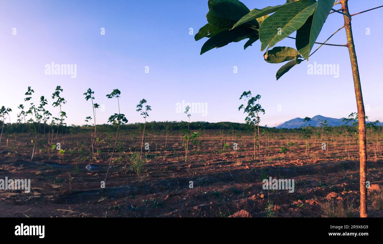 Rubber tree, latex rubber plantation and tree rubber in sky sunset ...
