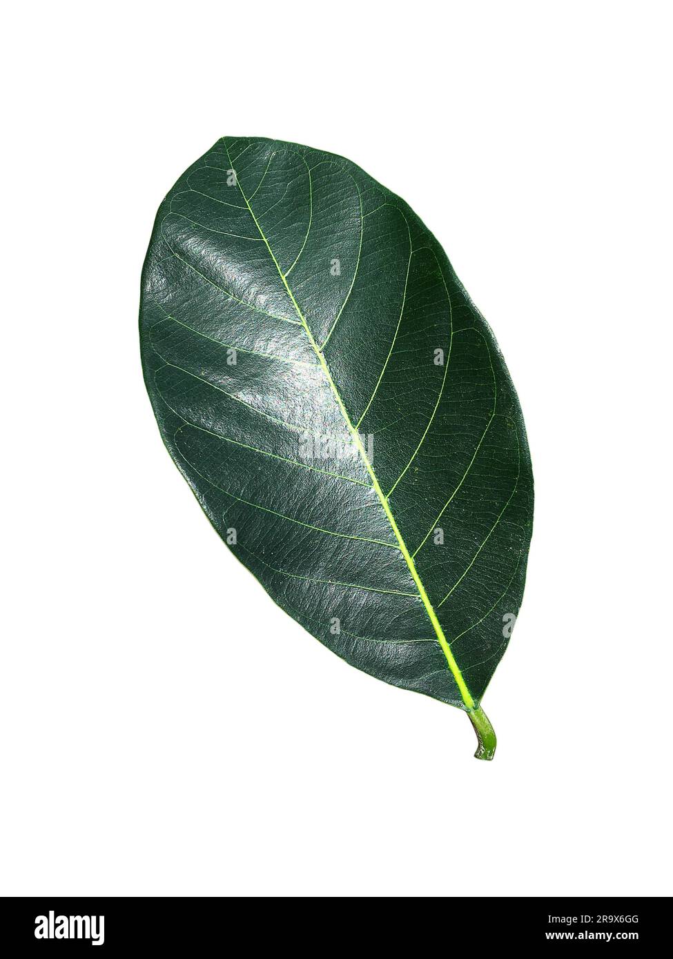 Tropical green leaf isolated on white background, Leaf from natural ...