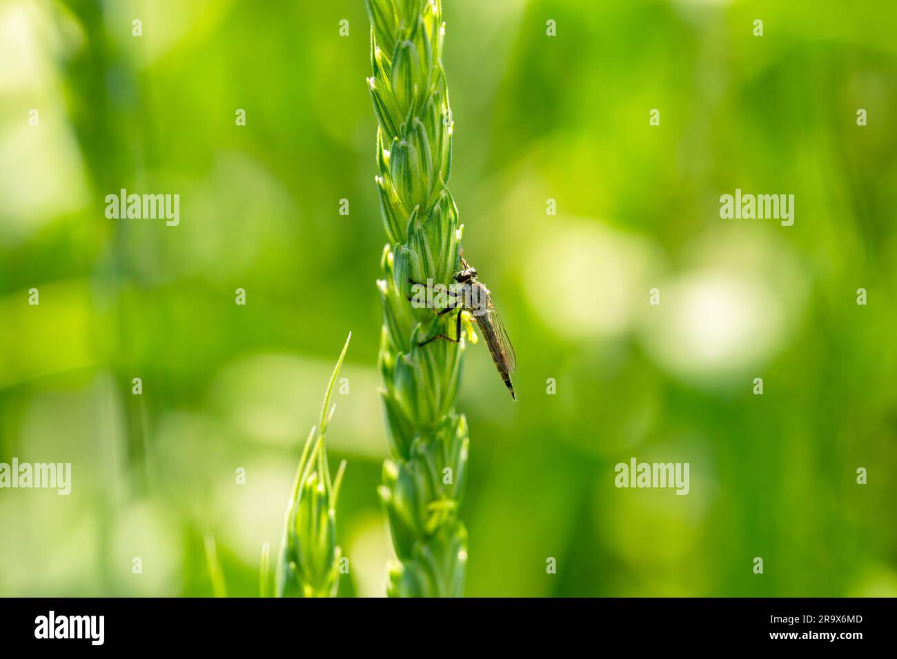 predatory fly ktyr sits on an ear of wheat Stock Photo - Alamy