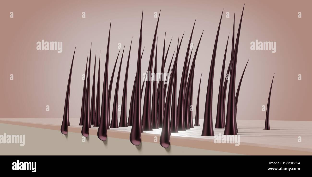 Healthy hair follicles and skin under microscope - 3D illustration ...
