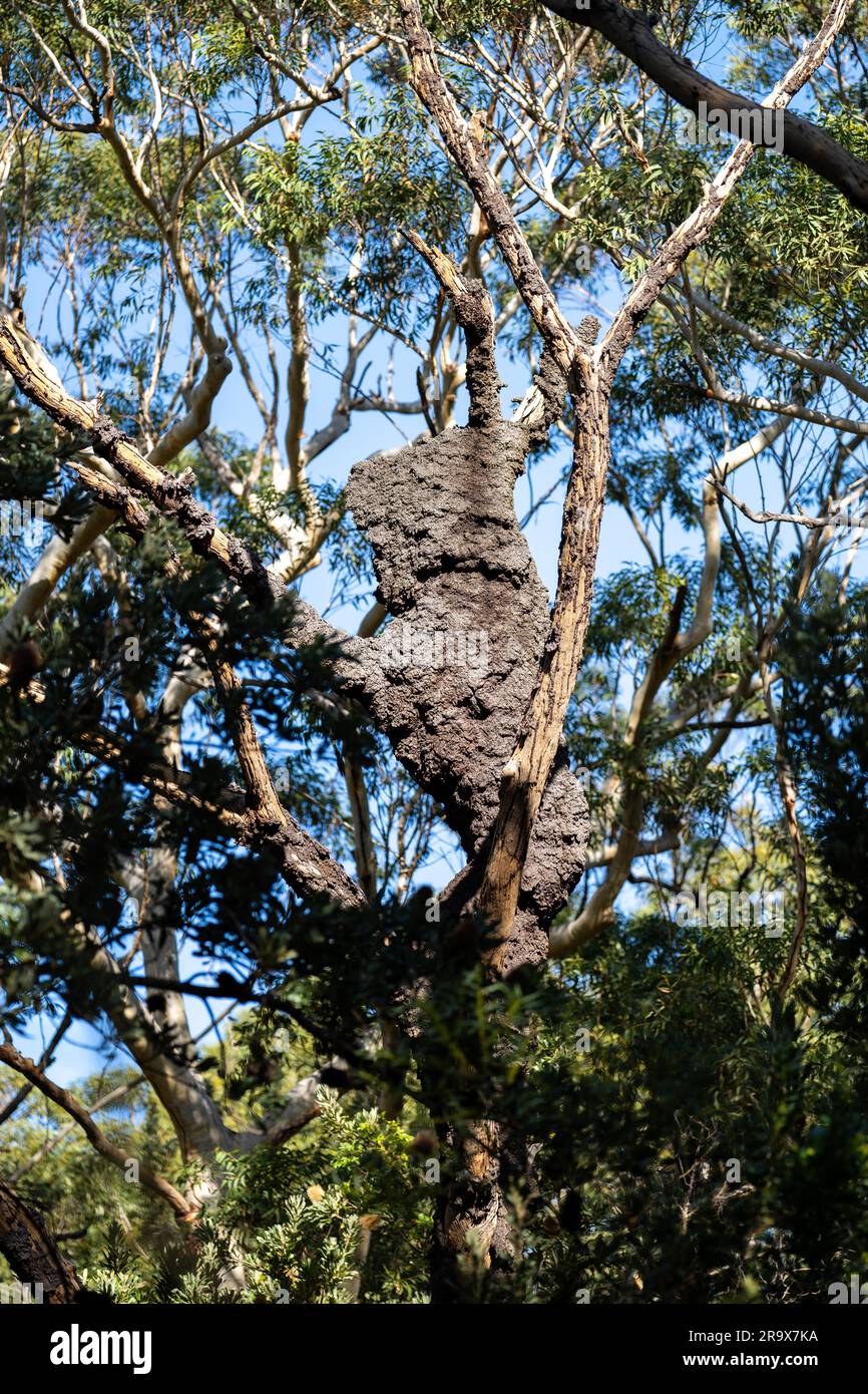 bird in Trees and shrubs in the Australian bush forest. Gumtrees and ...