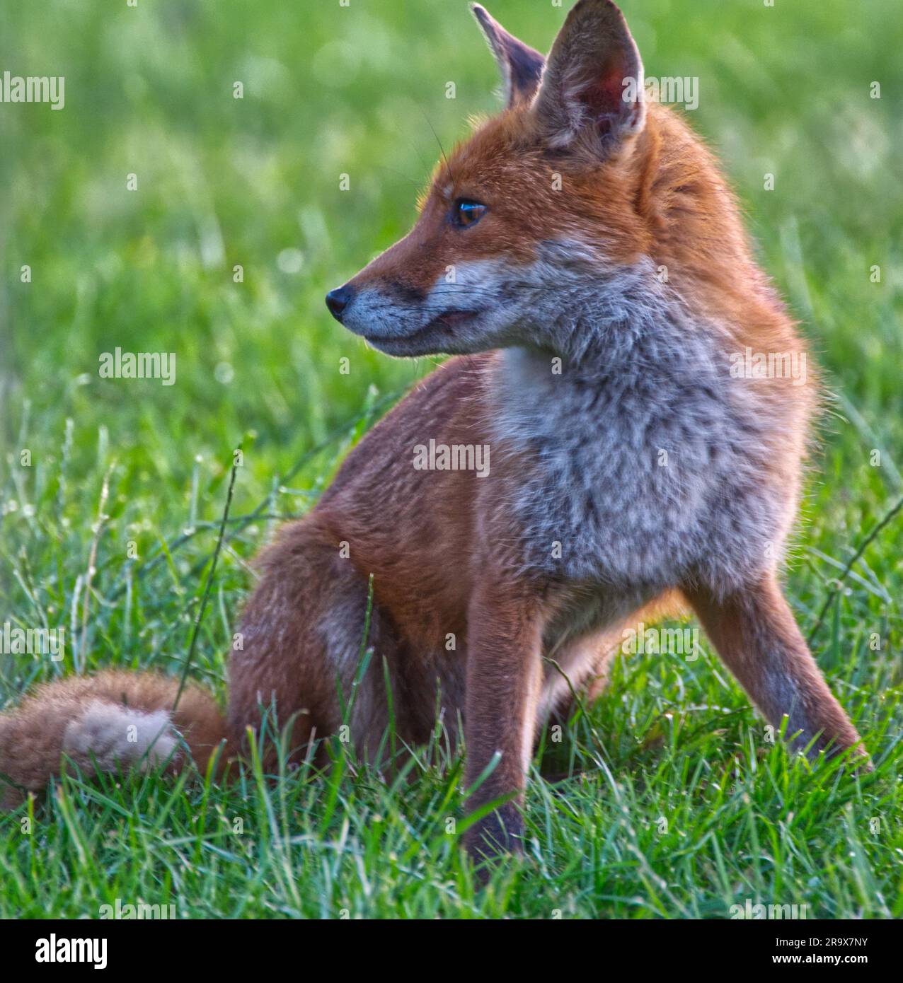 Detailed shots of red foxes hi-res stock photography and images - Alamy