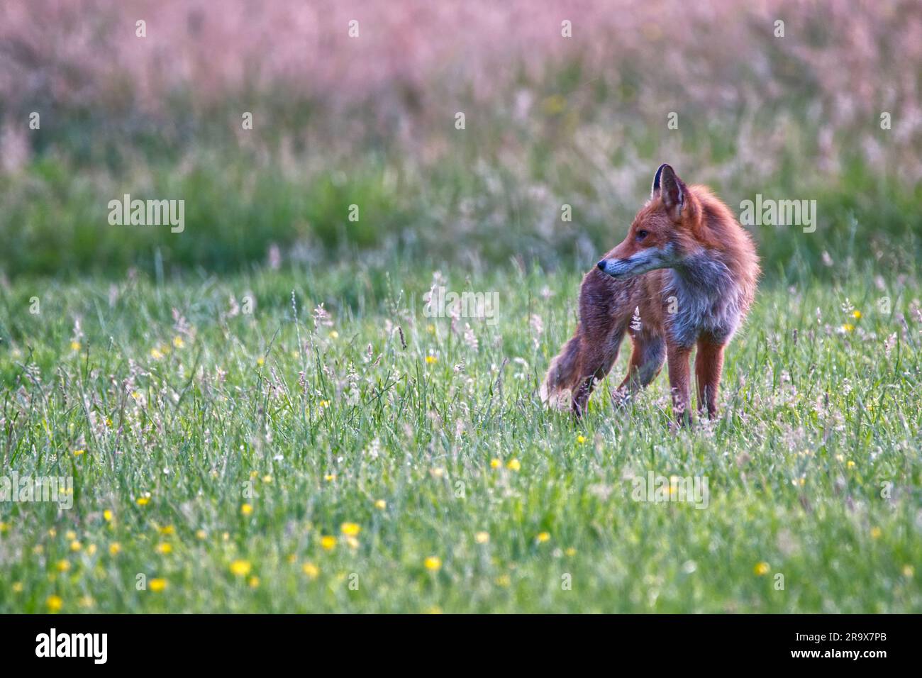 Red fox stance hi-res stock photography and images - Alamy