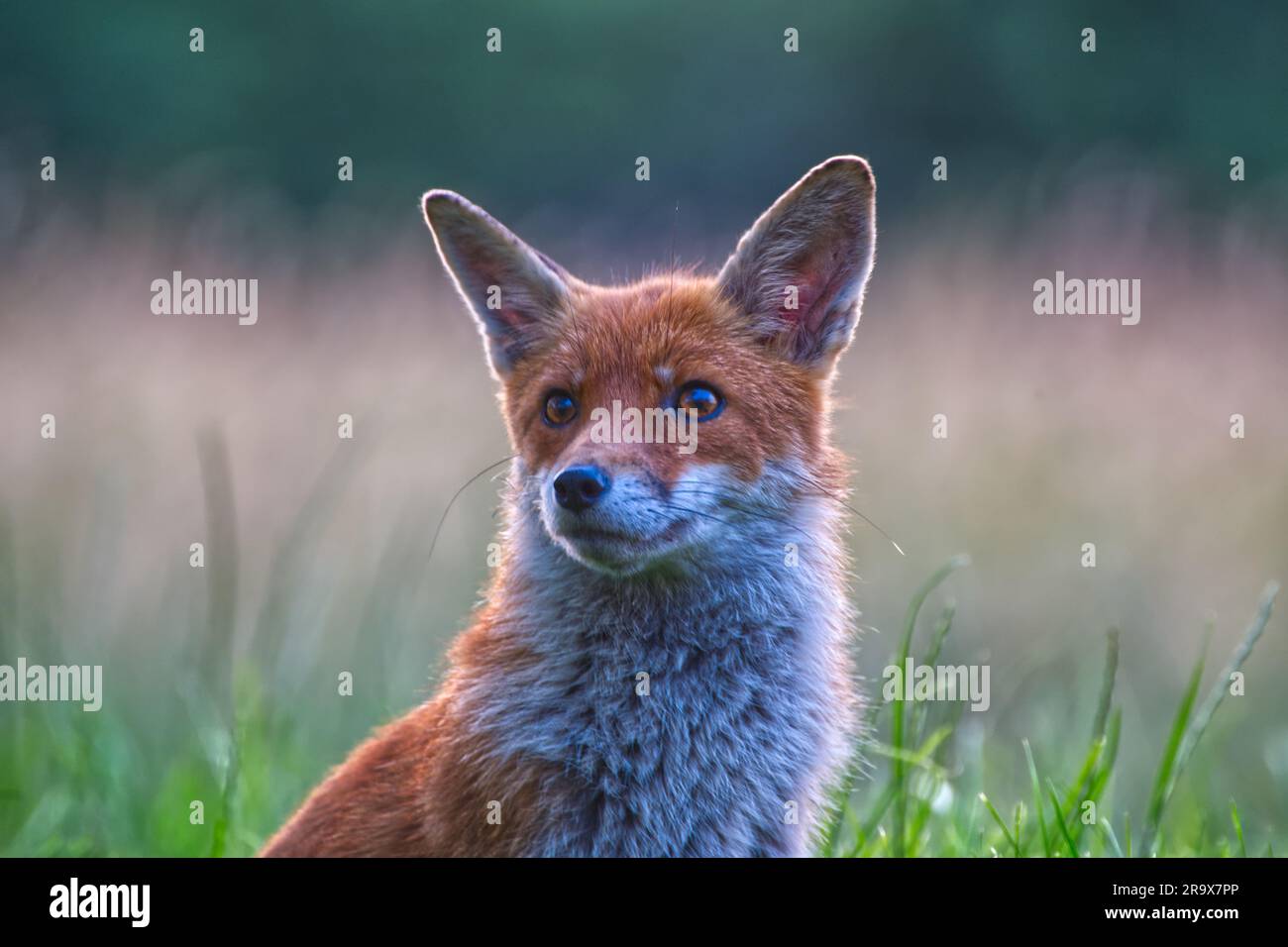 Red fox stance hi-res stock photography and images - Alamy