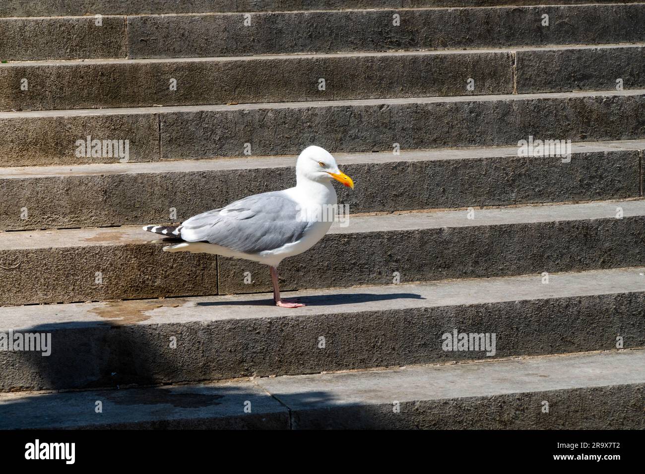 Herring gull on steps of Liverpool ONE Stock Photo - Alamy