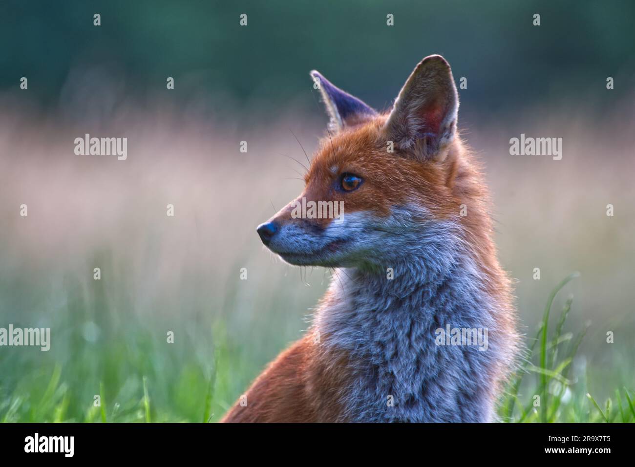Detailed shots of red foxes hi-res stock photography and images - Alamy
