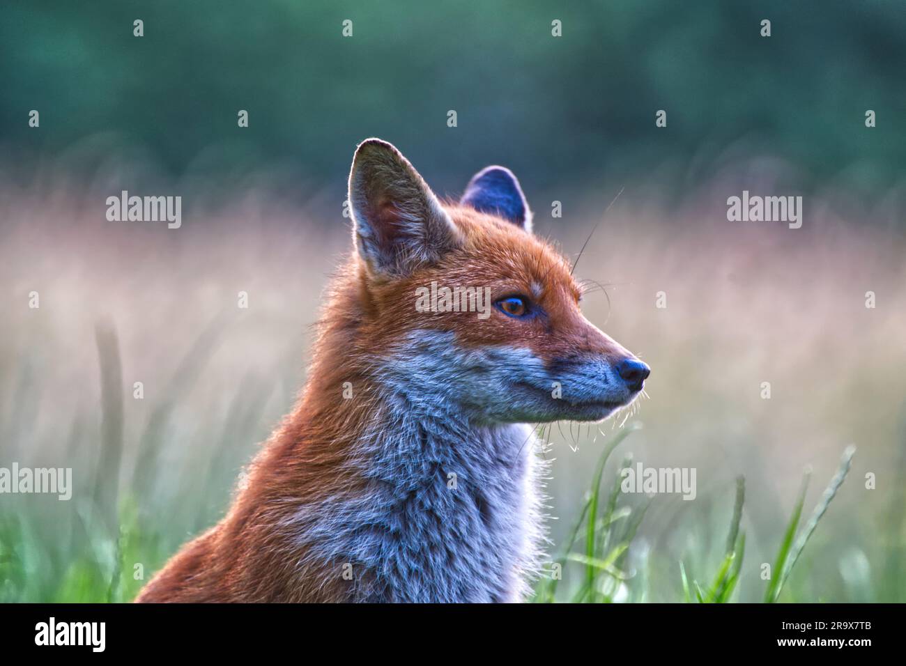 Detailed shots of red foxes hi-res stock photography and images - Alamy