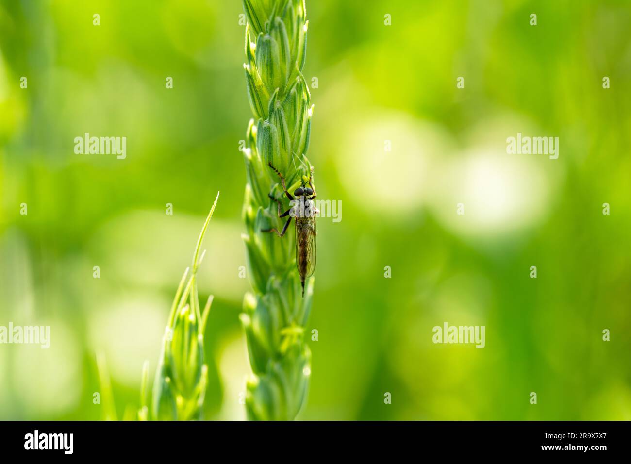 Fly sits on ear wheat hi-res stock photography and images - Alamy