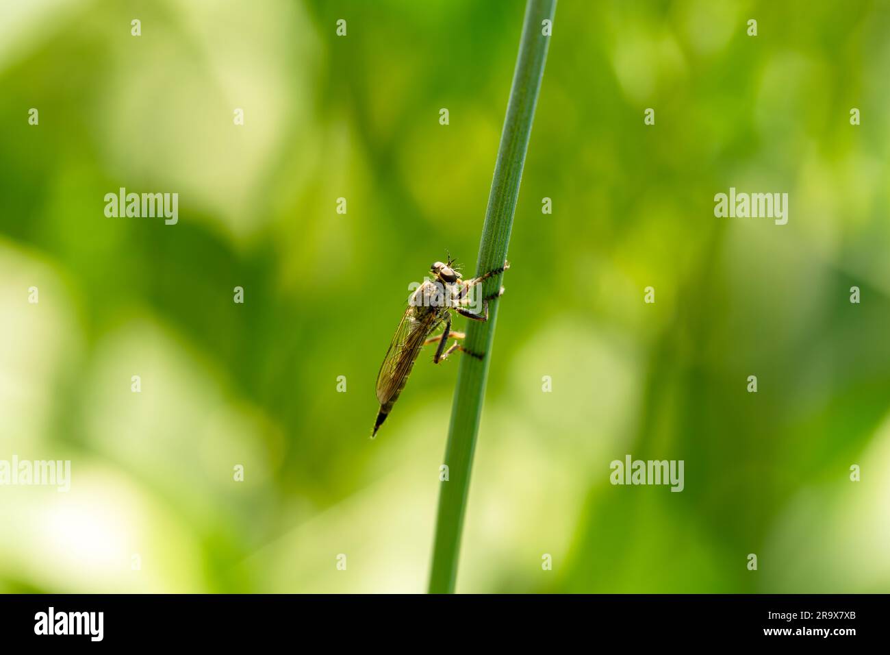 predatory fly ktyr sits on an ear of wheat Stock Photo - Alamy