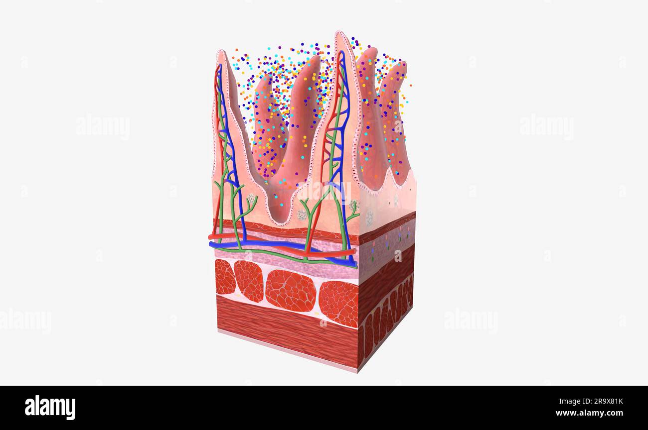 Human colonization Cut Out Stock Images & Pictures - Alamy