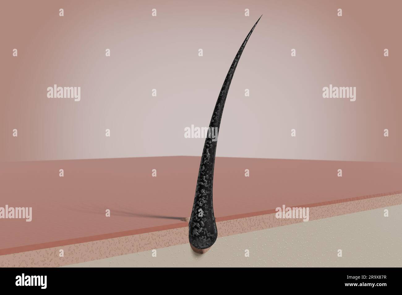 Root hair cell microscope hi-res stock photography and images - Alamy