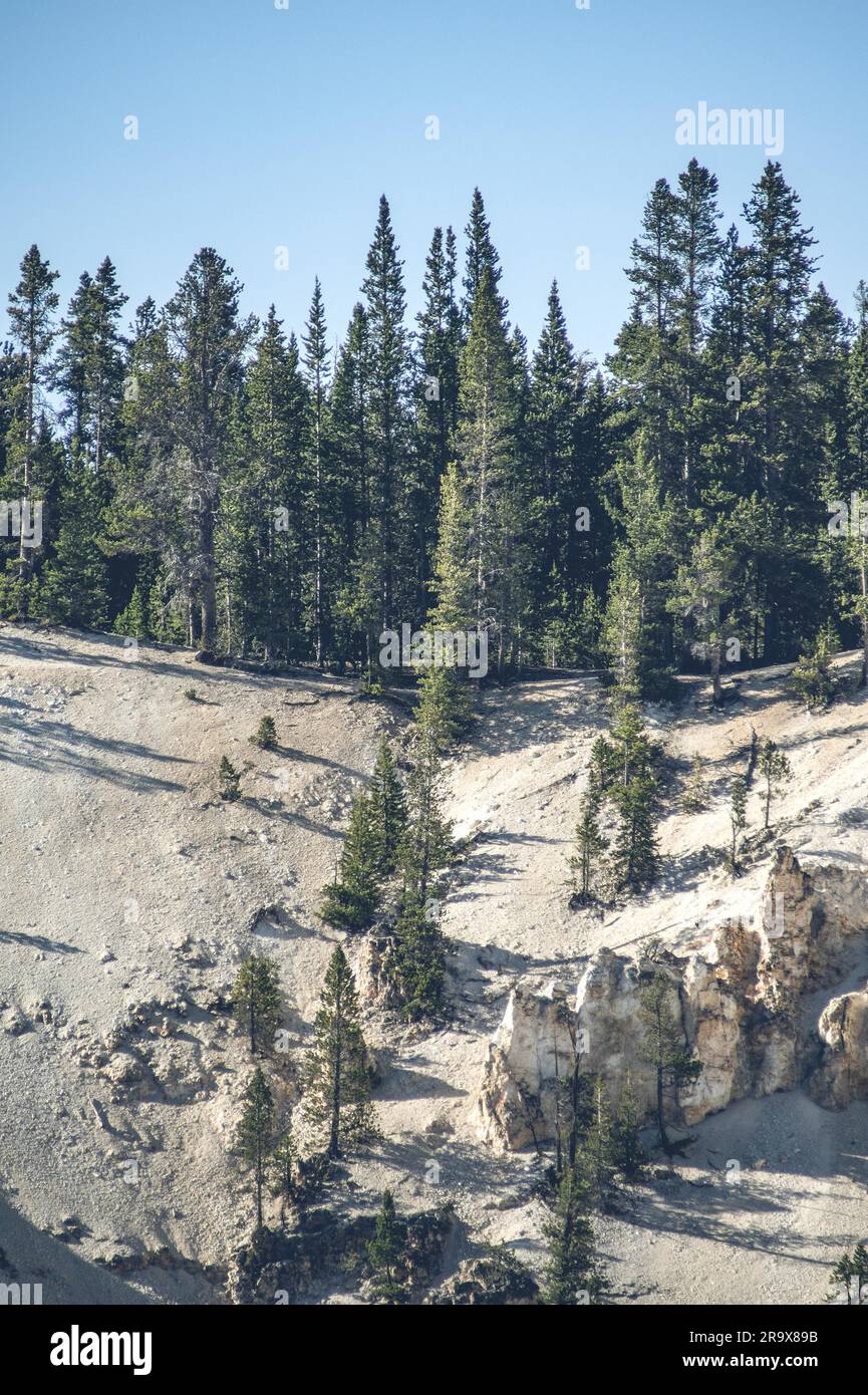 Conifer hillside hi-res stock photography and images - Alamy