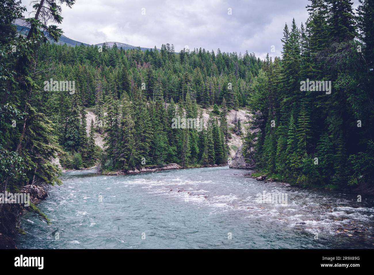 Pine in the mountain river hi-res stock photography and images - Alamy