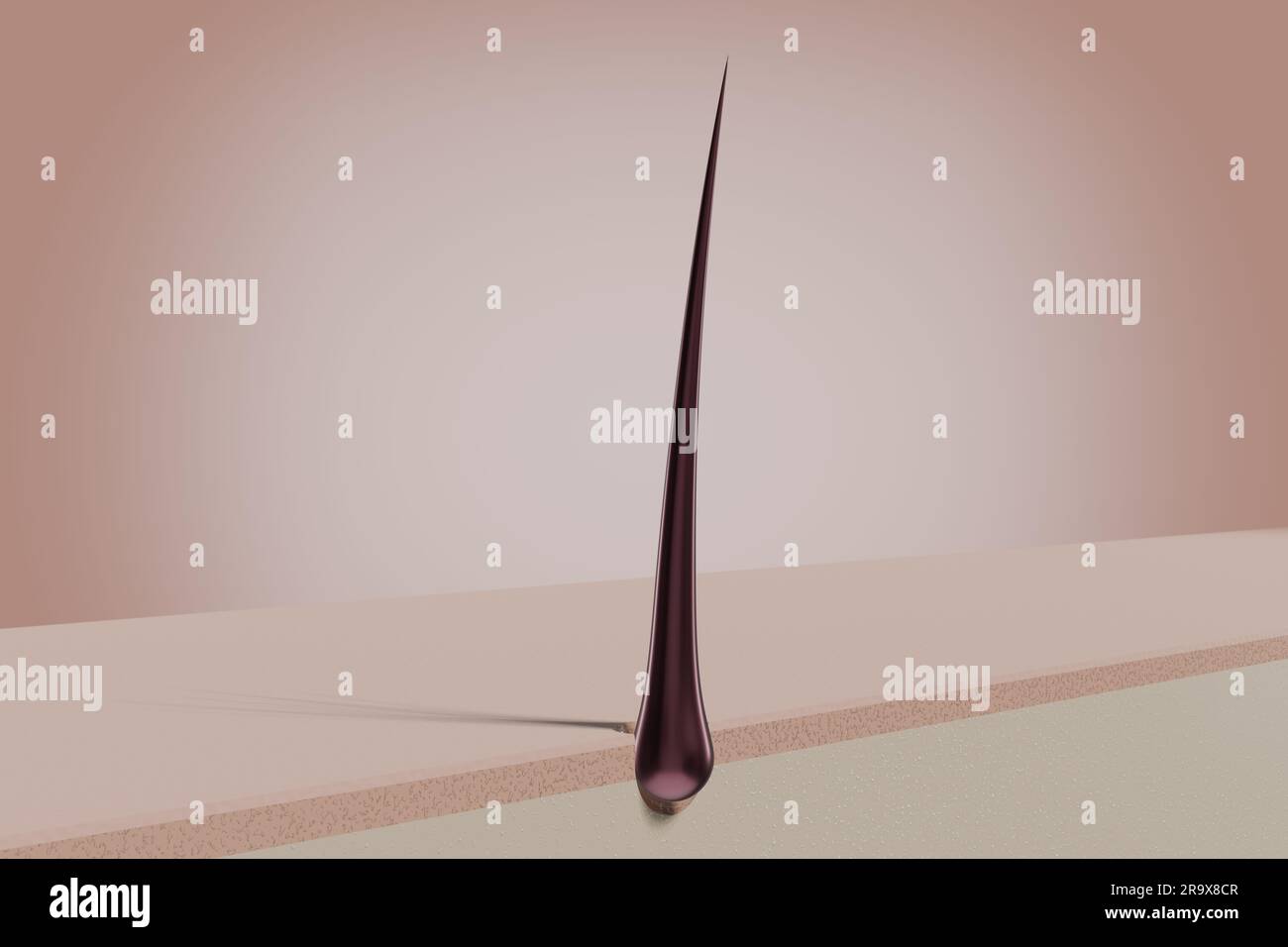 Root hair cell microscope hi-res stock photography and images - Alamy
