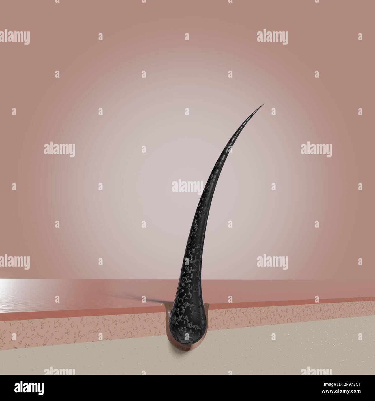 Root hair cell microscope hi-res stock photography and images - Alamy