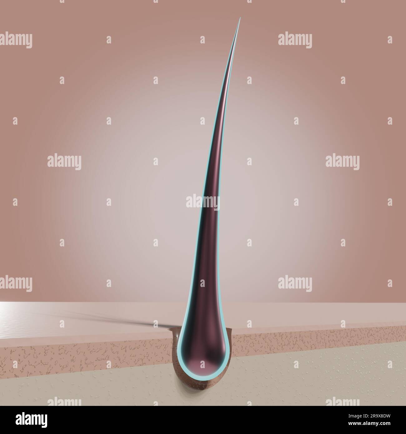 Root hair cell microscope hi-res stock photography and images - Alamy