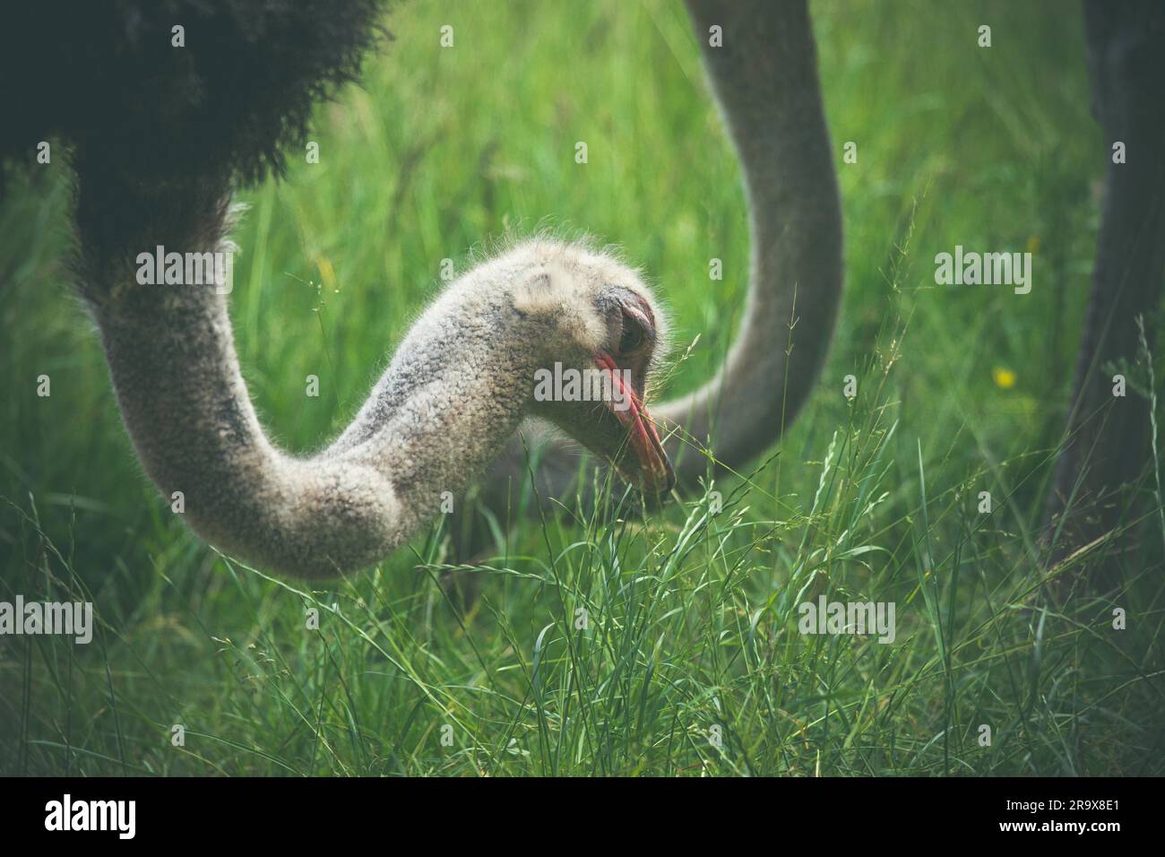 Ostrich on grass hi-res stock photography and images - Alamy