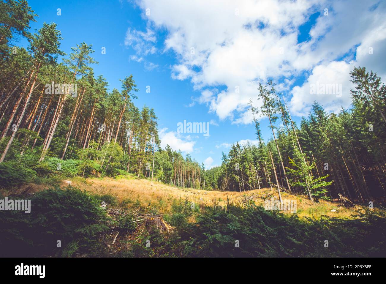 Dry meadow in a pine tree forest with white clouds in the blue sky ...
