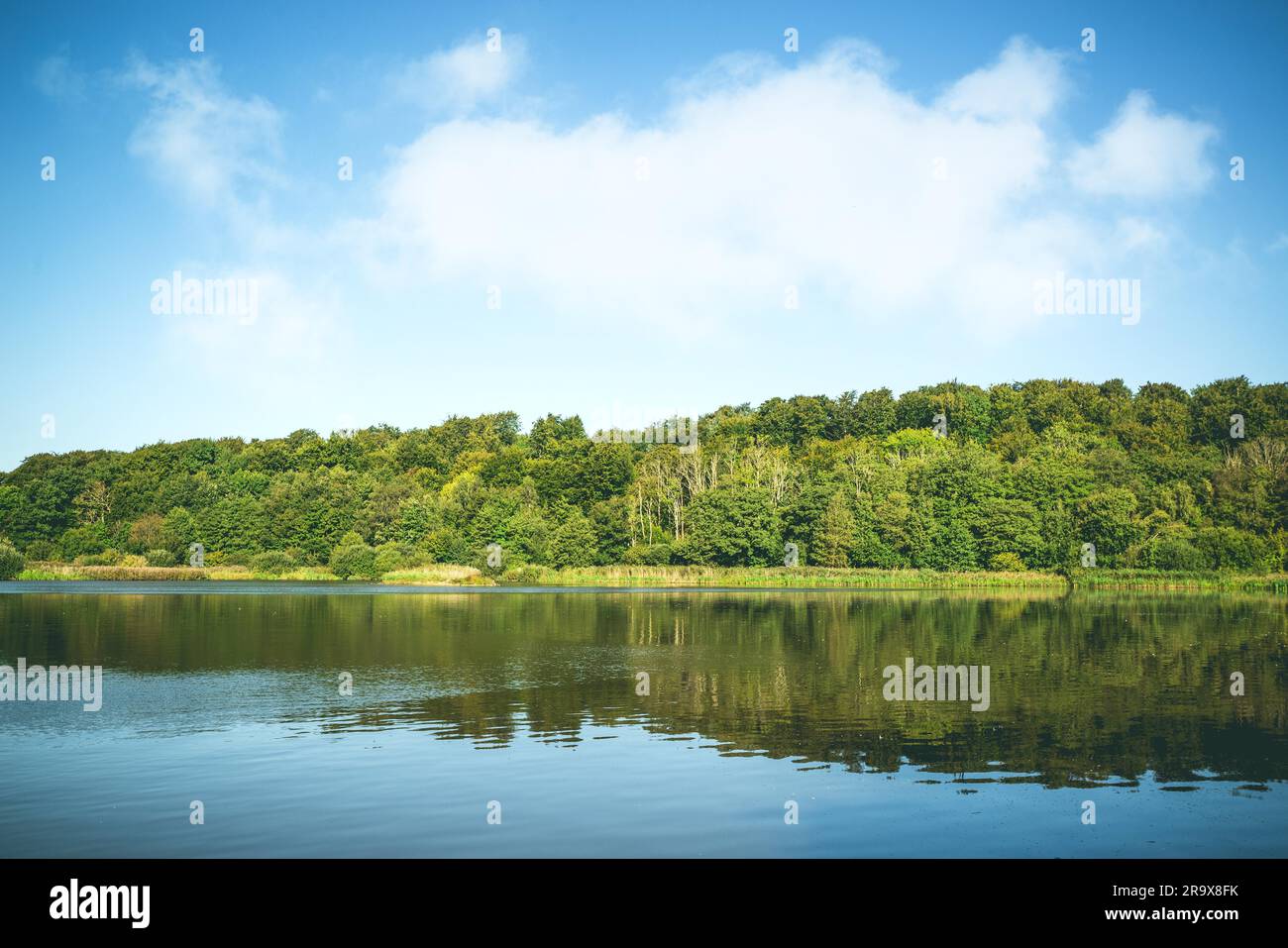 Idyllic lake landscape with trees in green colors Stock Photo - Alamy