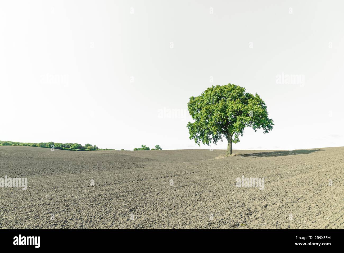 Rural landscape with a single green tree on a dry field Stock Photo - Alamy
