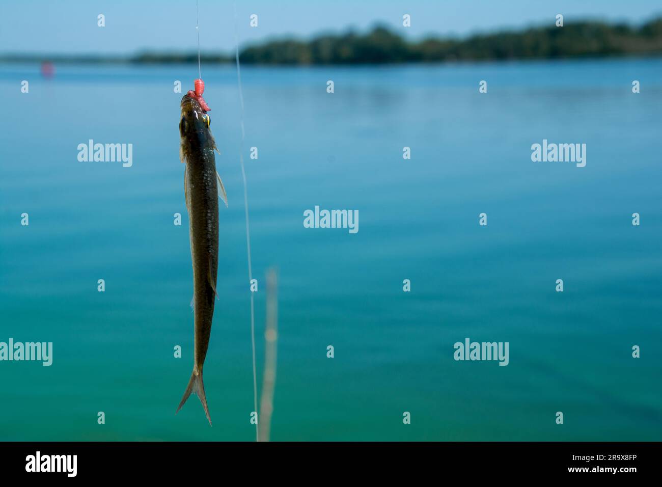 Anonymous fisherman man with fishing rod with a fish near the river ...