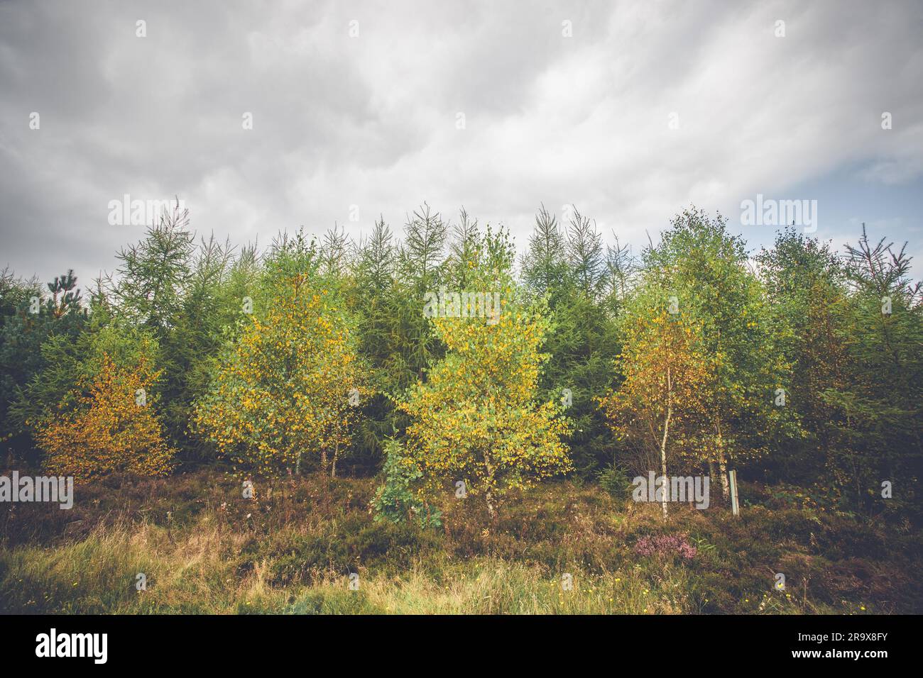 Birch trees in autumn colors in dark cloudy weather Stock Photo - Alamy