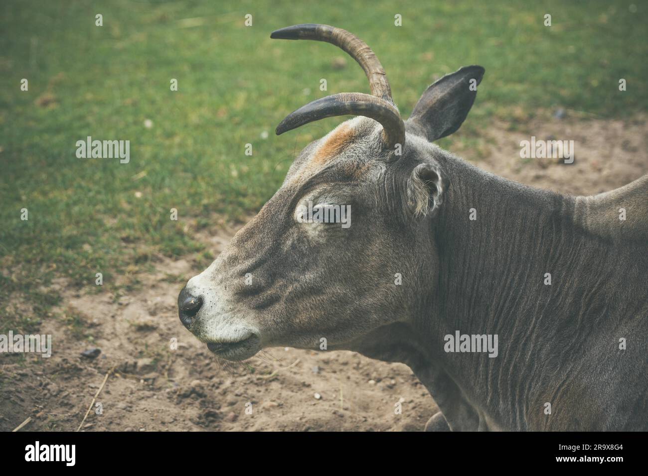Gray horn hi-res stock photography and images - Alamy