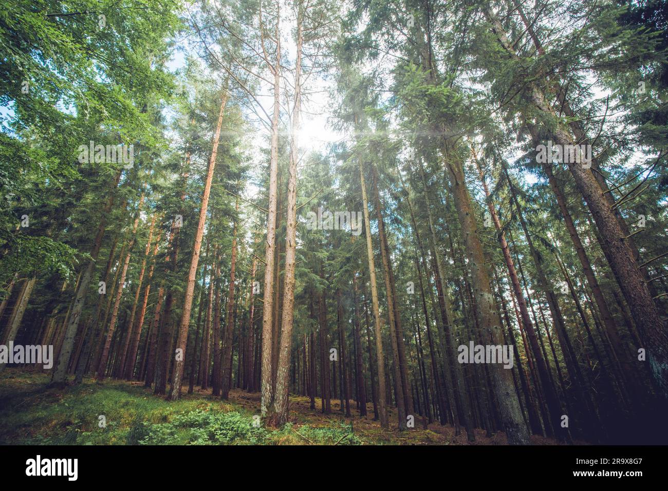 Shining through tall trees hi-res stock photography and images - Alamy