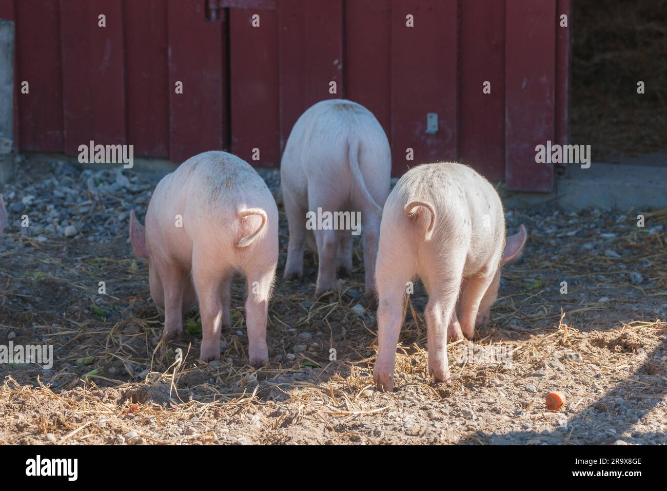 Tree little pigs with curly tails in a rural invironment Stock Photo ...