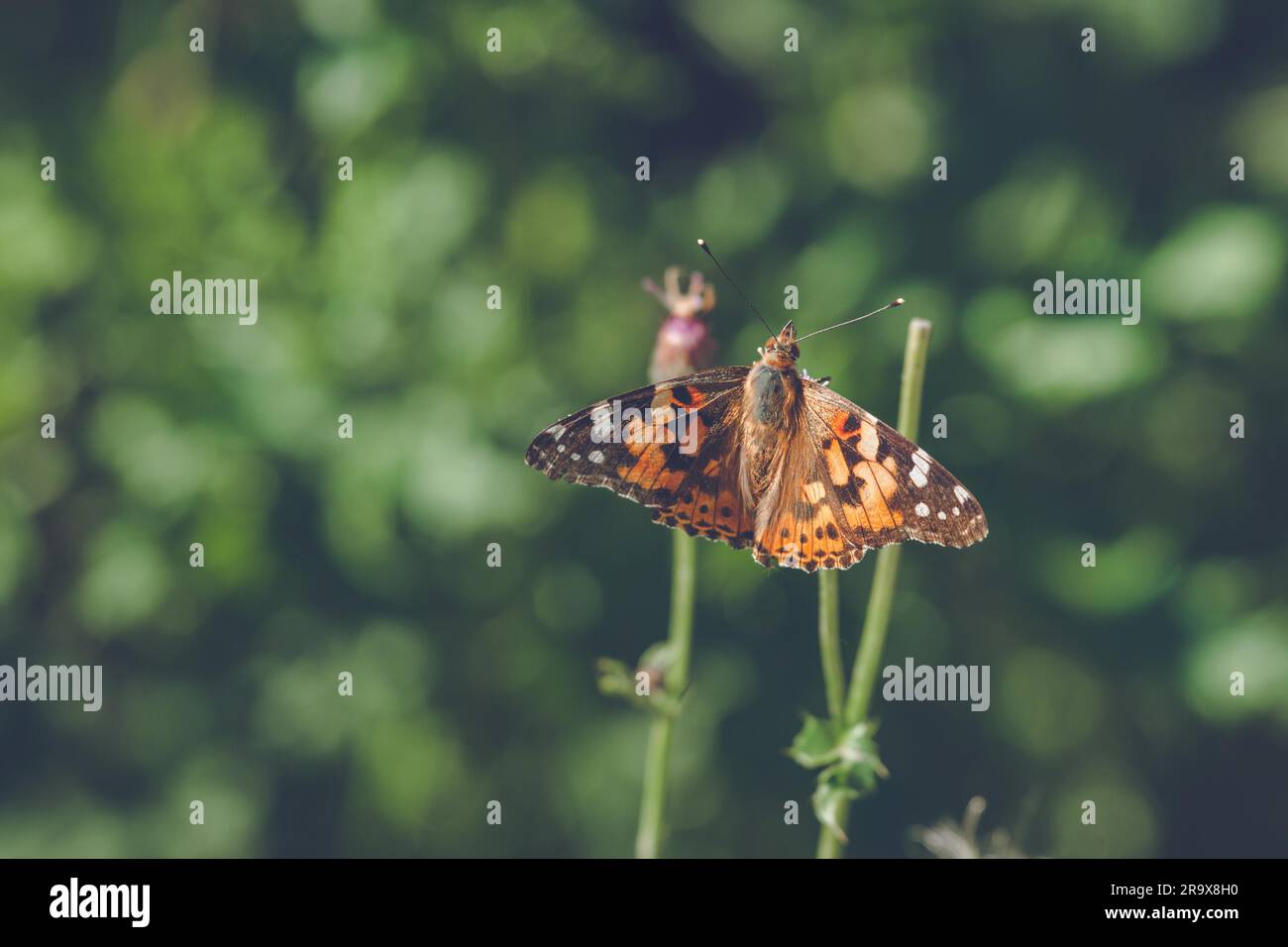 (Vanessa Cardui) butterfly in orange colors in a green garden Stock ...