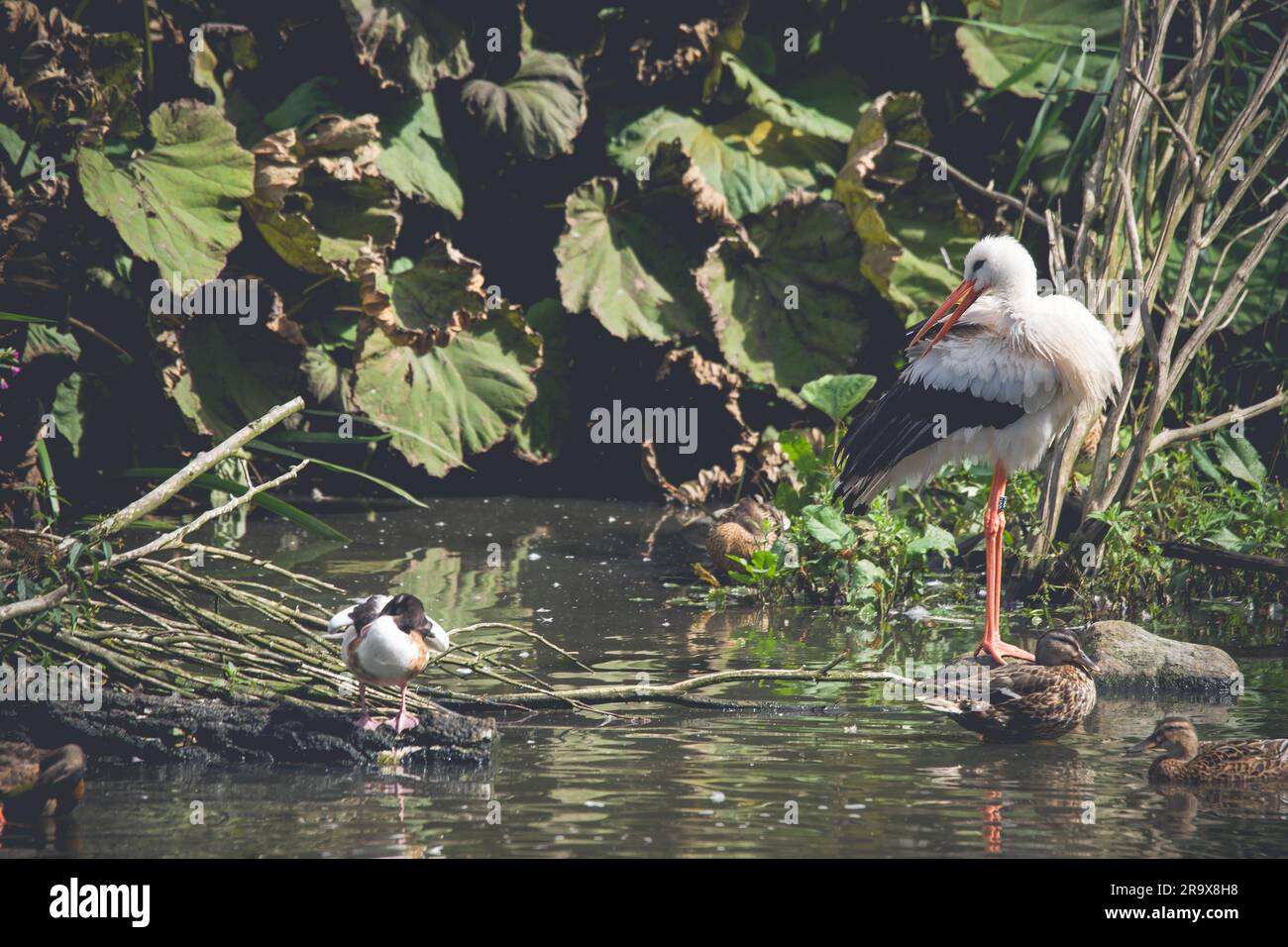 Stork and ducks in a pond in nature Stock Photo - Alamy