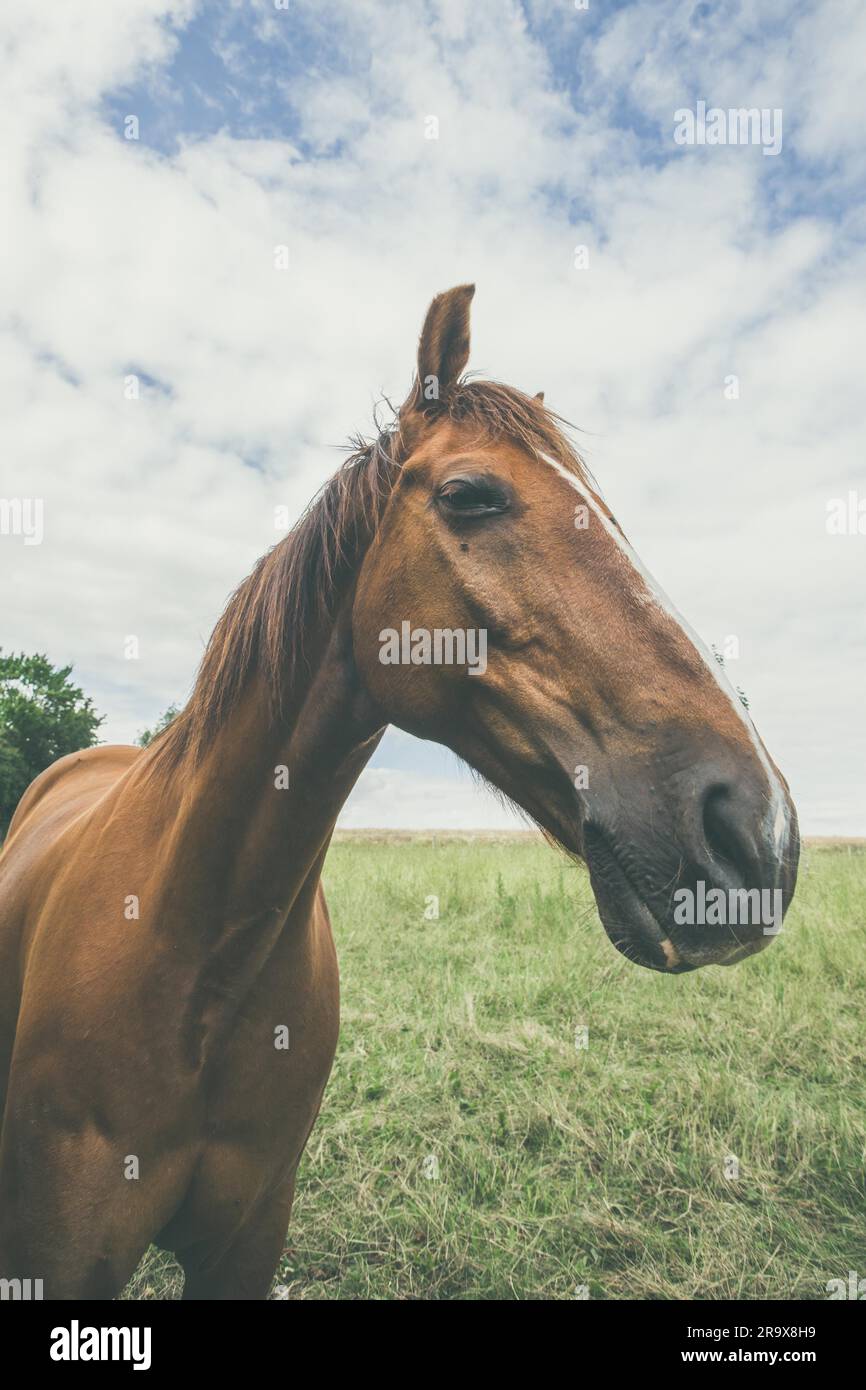 Big head horse hi-res stock photography and images - Alamy