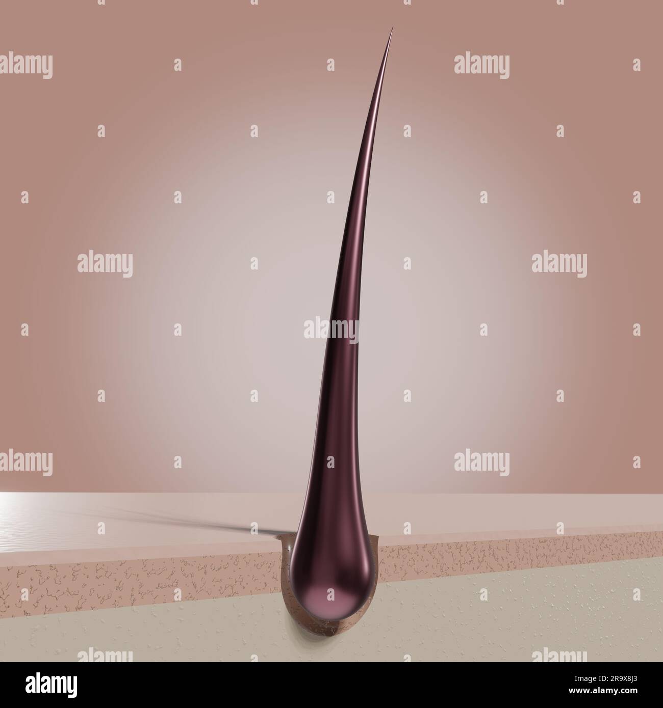 Root hair cell microscope hi-res stock photography and images - Alamy