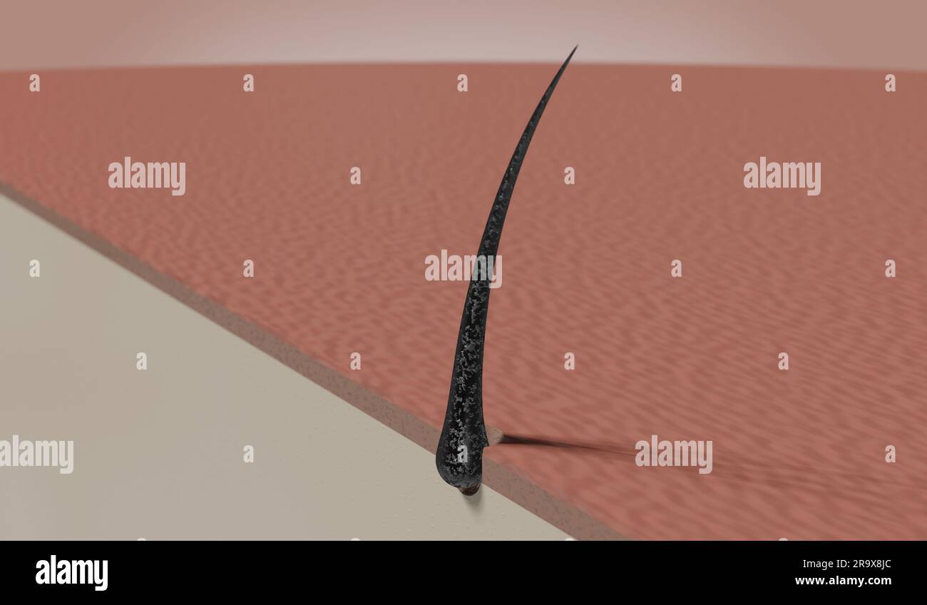 Single hair follicle - 3D illustration Stock Photo - Alamy