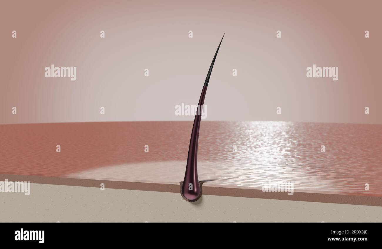 Single hair follicle - 3D illustration Stock Photo - Alamy