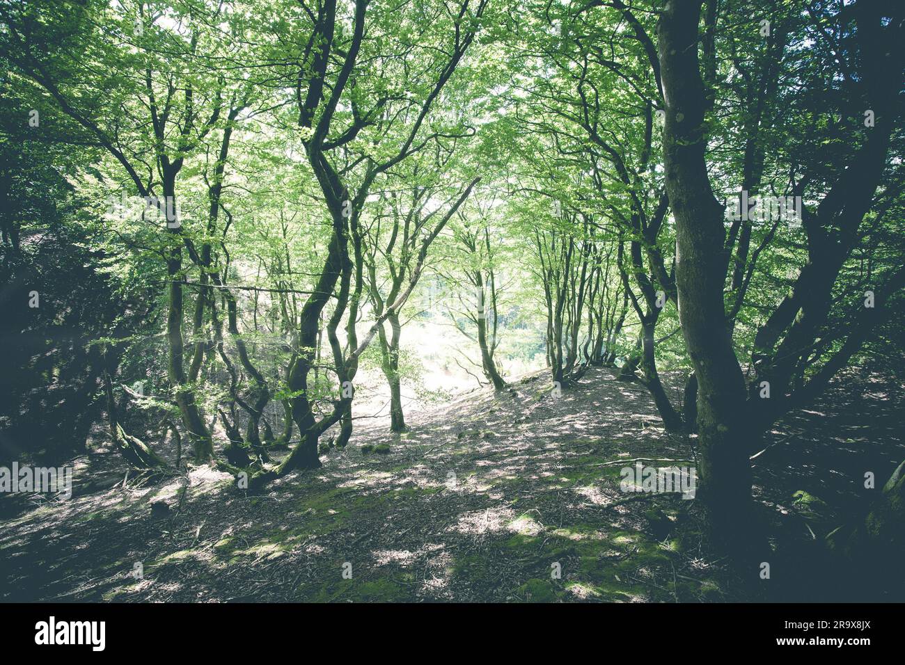 Bright forest hi-res stock photography and images - Alamy