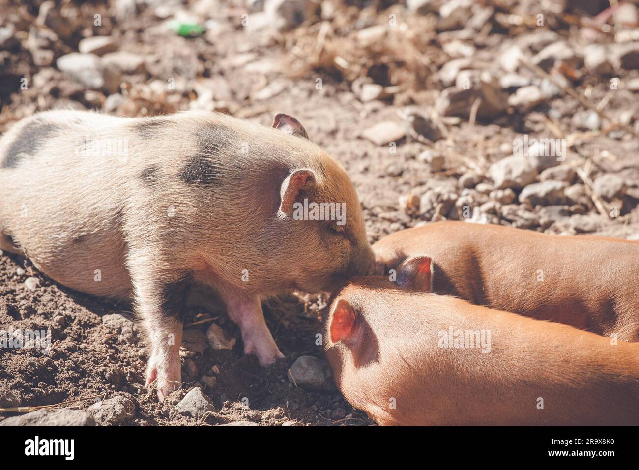 Piglet house hi-res stock photography and images - Alamy