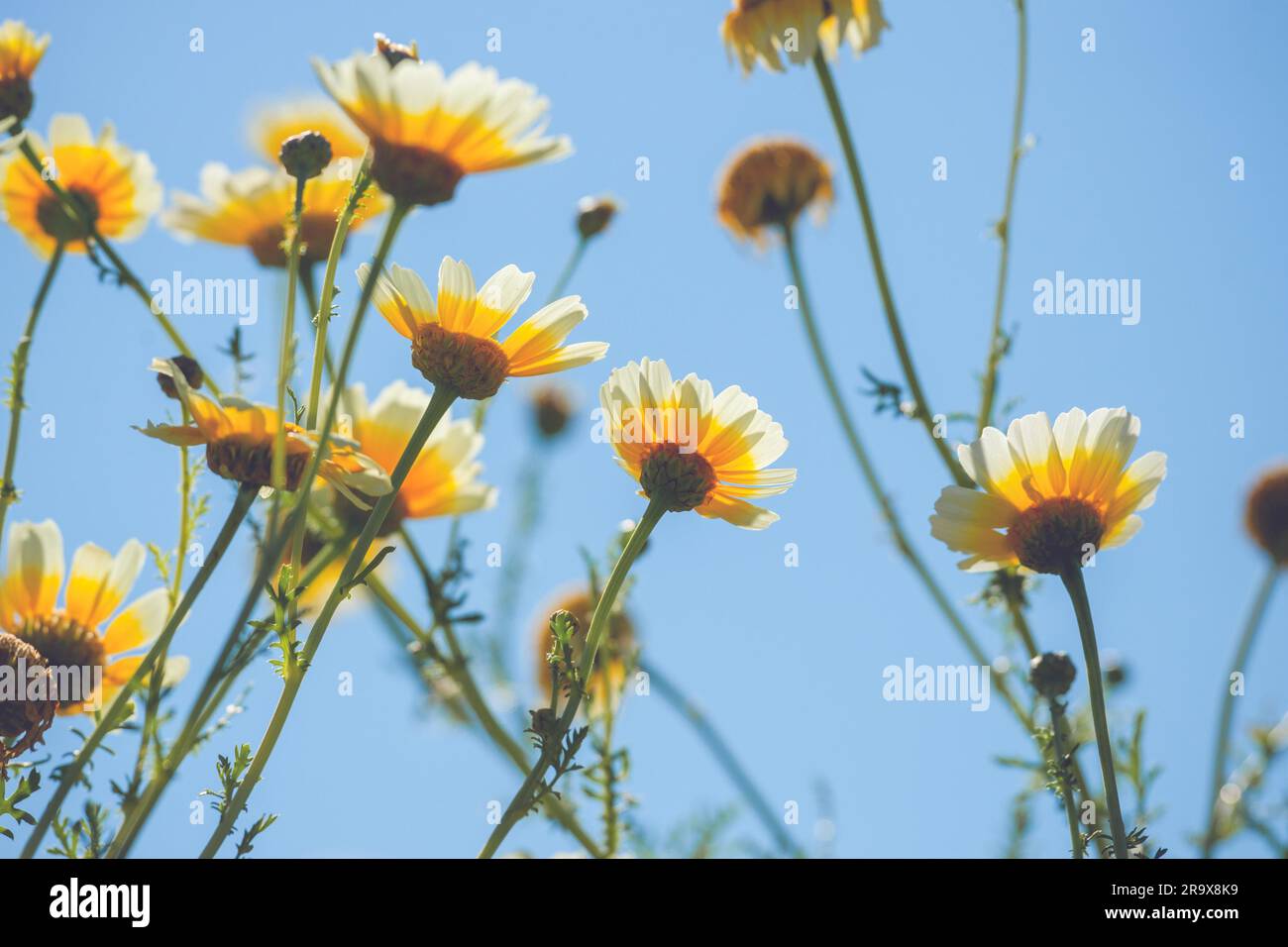 Marguerite flowers in yellow colors in the blue sky Stock Photo - Alamy