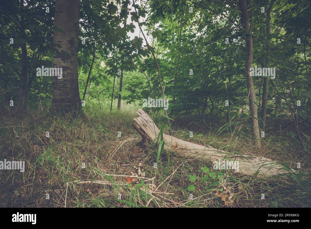 Lumb of wood in a forest with green trees Stock Photo - Alamy