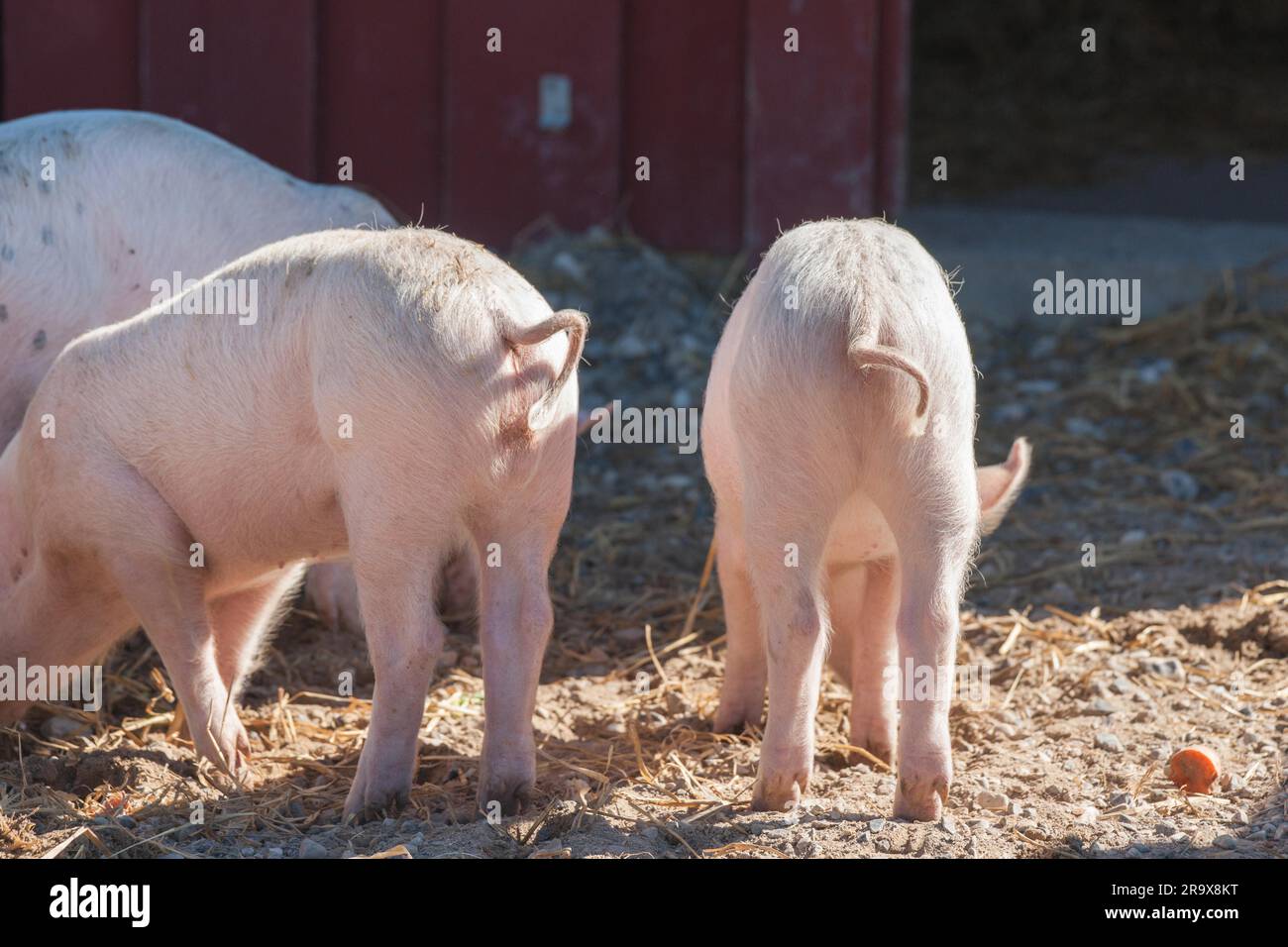 Pink piglets with curly tails in a rural barnyard Stock Photo - Alamy